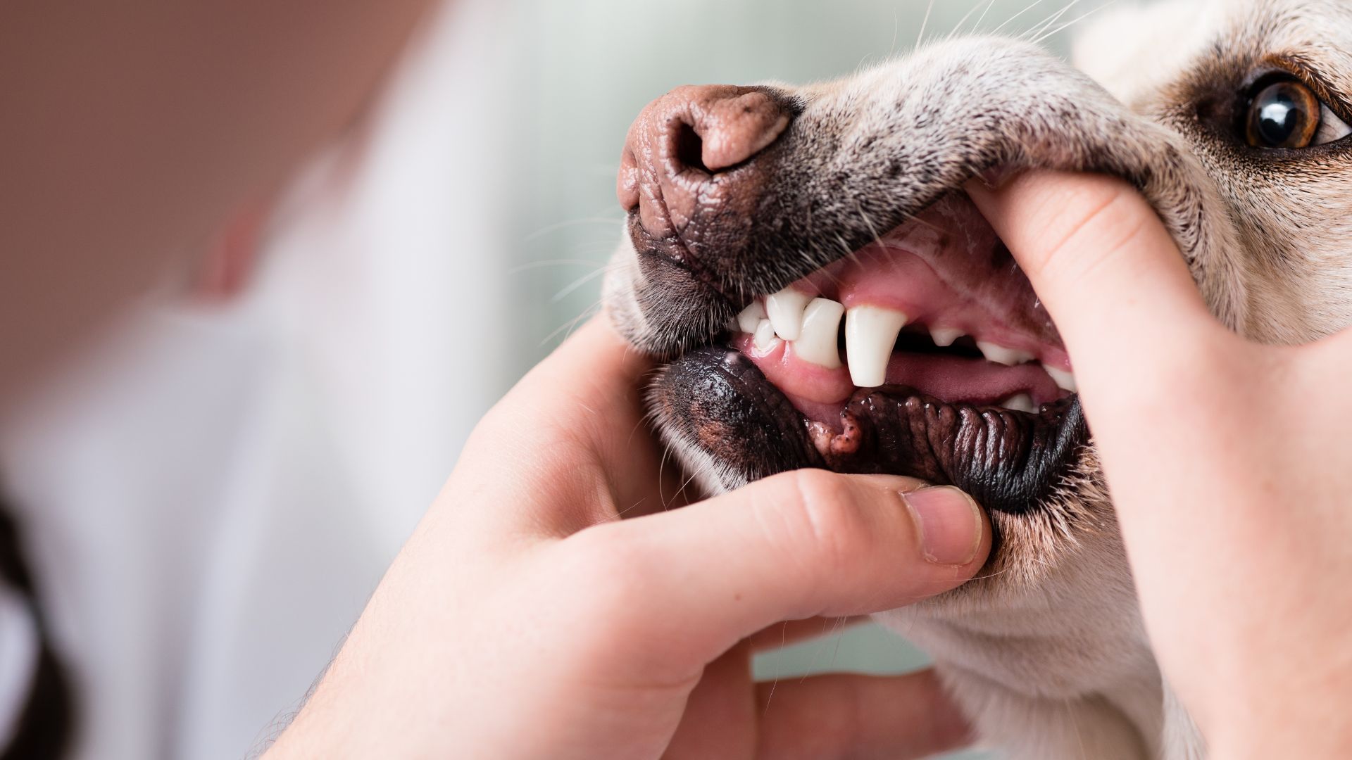 Pet Dental Care In Lake Worth, FL | Animal HealthCare Center
